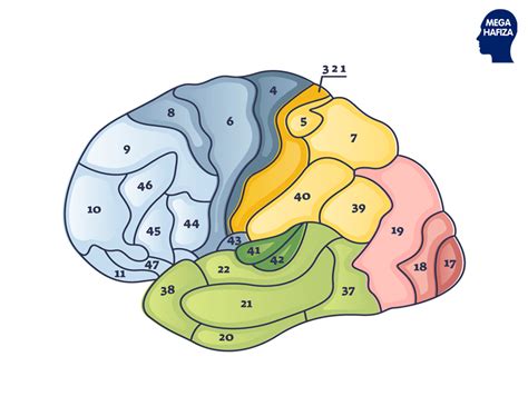 Beyindeki Brodmann Alanları Brodmann Alanı Nedir