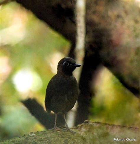 Mayan Antthrush Bird Photography