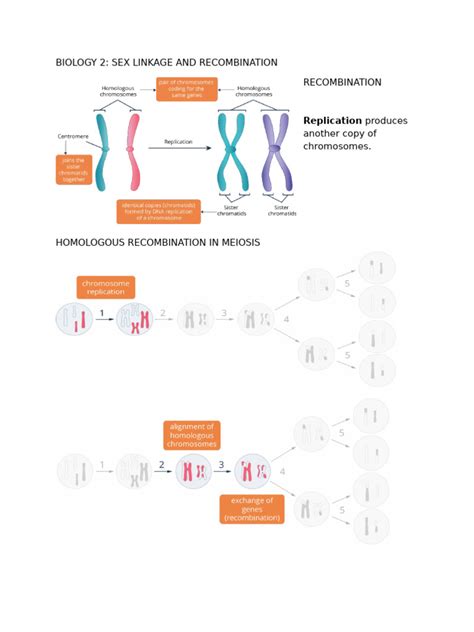 Biology 2 Sex Lingkage And Recombination Pdf Genotype Genetic Linkage