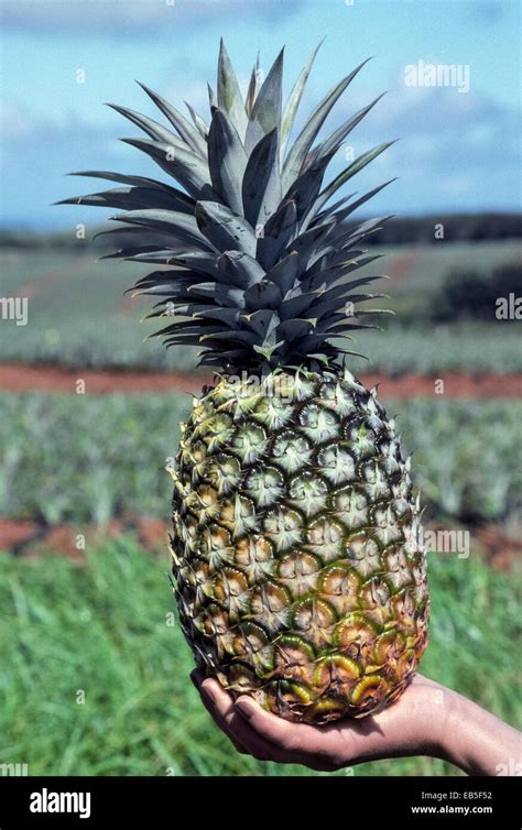 Pineapple Which State Fruit At Jung Coleman Blog