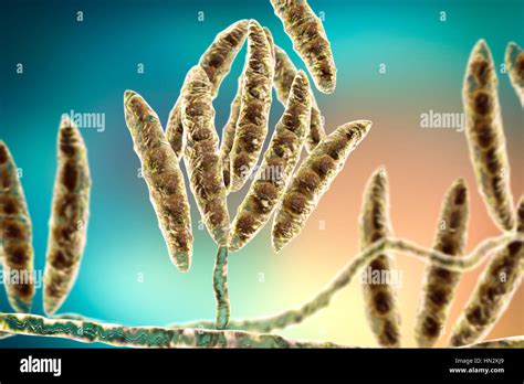 Asexual Fungal Spores