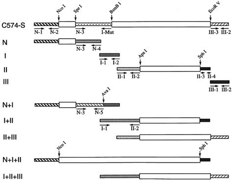 Outline Of The Construction Of Expression Vectors For The Production Of