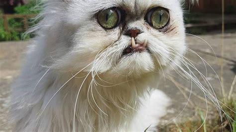 Gatos Feos Cuáles Son Los Gatos Más Feos O Poco Comunes Del Mundo