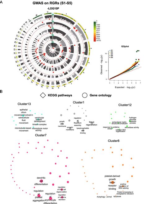 Snps Associated With The Rgrs A Gwas Between Genotypes And Rgrs Left Download Scientific