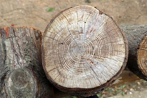 Premium Photo The Way To Estimate Tree Age Is To Count The Rings Of Annual Tree Growth