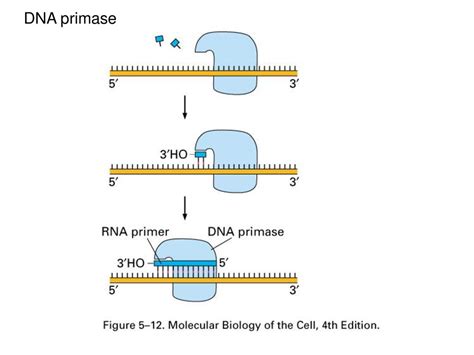 Dna And Chromosome Replication Ppt Download