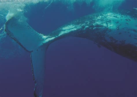 A View Of The Ventral Keel And Genital Area Of A Female Humpback Whale