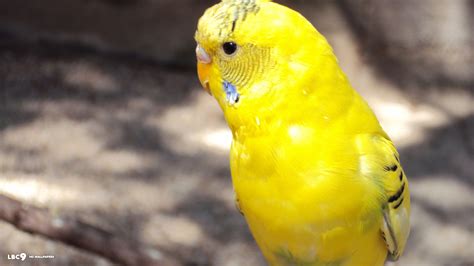 Parakeet Wallpaper 63 Images