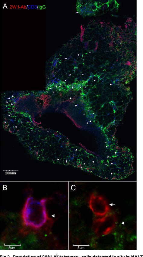 Figure 3 From In Situ Peptide Mhc Ii Tetramer Staining Of Antigen Specific Cd4 T Cells In