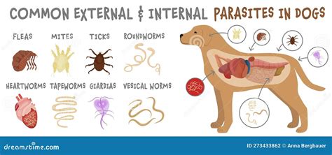 Examples Of Endo Parasite At Harry Reese Blog