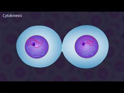 Mitosis And The Cell Cycle Animation Youtube Mitosis Cell Cycle