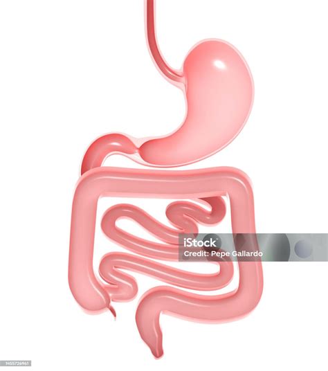 소화 시스템 위 대장 및 소장의 해부학적 3d 그림 창자에 대한 스톡 사진 및 기타 이미지 창자 복부 3차원 형태 Istock
