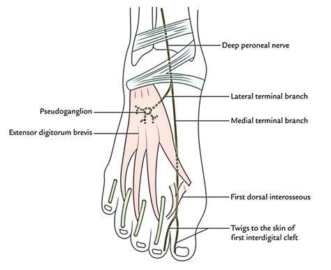 Easy Notes On 【 Deep Peroneal Nerve Anterior Tibial Nerve