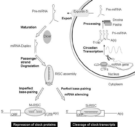 Synthesis And Function Of Mirna Circadian Transcription Factors Ctfs