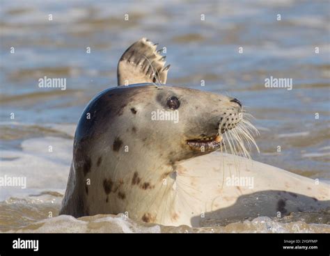 A Close Up Of A Very Light Coloured Grey Seal Halichoerus Grypus