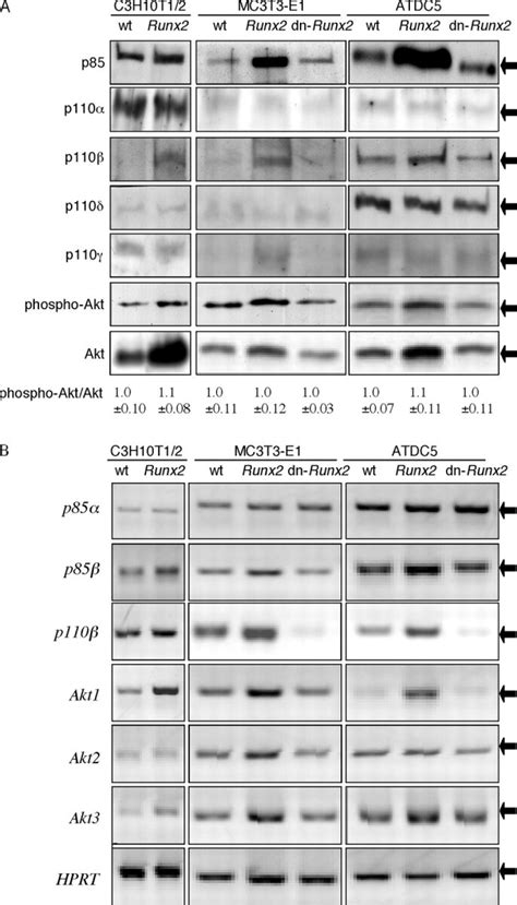 Western Blot And Rt Pcr Analyses Of Pi3k Subunits P85 And P110 And