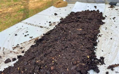 Less Space Big Results Seed Snail Growing Method Kowalski Mountain