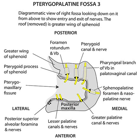 Pterygopalatine Fossa Pterygopalatine Fossa And Approaches By