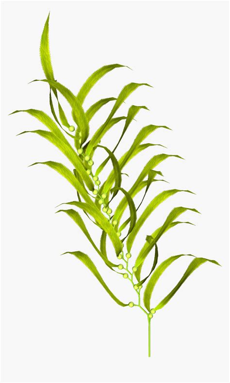 Moss Vector Algae Водоросли Прозрачный Фон Hd Png Download