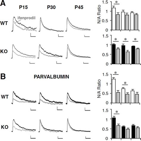 Cell Specific Regulation Of Synaptic Nmdar Current Maturation By Mecp2 Download Scientific