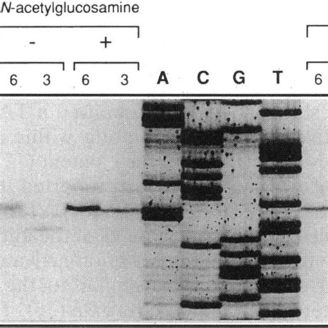 Primer Extension Analysis To Map The Mrna Initiation Site Download Scientific Diagram