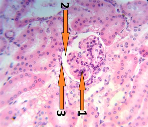 Renal Capsule Diagram Quizlet