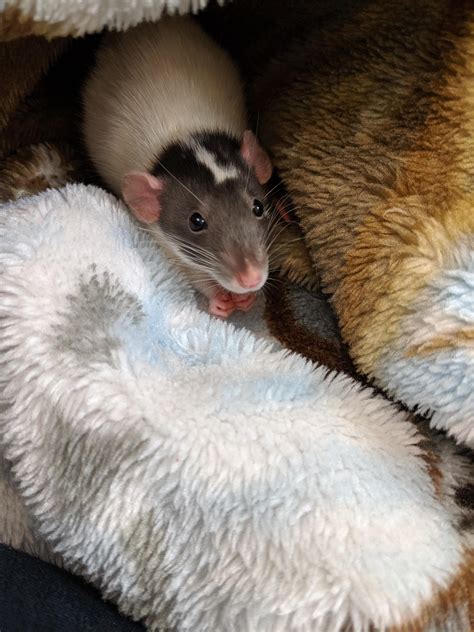 My Girl Danielle Ratcliffe Rrats