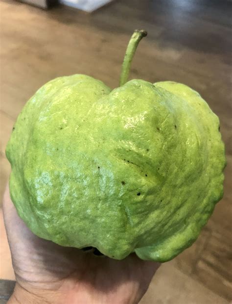 Air Layered Crystal Seedless Guava Tree Etsy