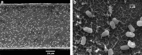 10 Sem Image Of A Gold Coated Magnetoelastic Sensor Coated A With
