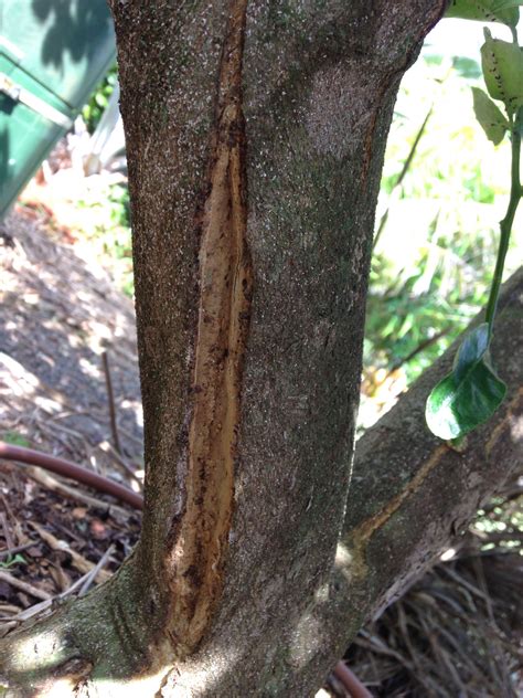 Forum Splitting Bark On Lime Tree