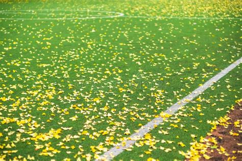 Fall Autumn Soccer Field With Grass Green Football Net Stock Image