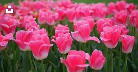 공원의 분홍색 튤립 밭 사진 Unsplash의 무료 꽃 이미지