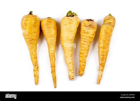 parsnip lined up on white background top view parsnip root vegetable