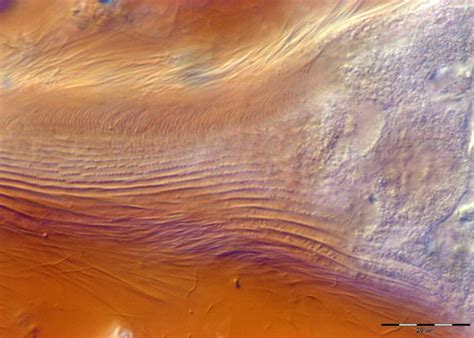 New Termite Protist Images Protists