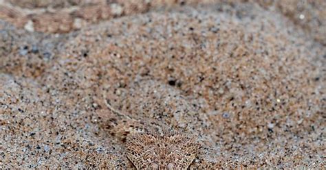 Péringueys Adder Bitis Peringueyi Venomous Album On Imgur