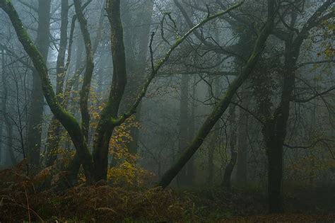 Forest Trees Nature Fog HD Wallpaper Wallpaperbetter