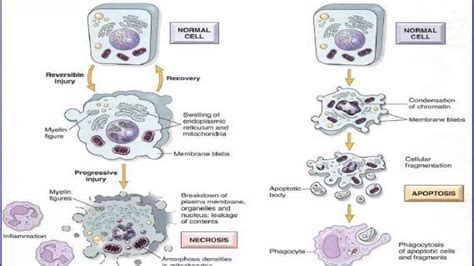 Apoptosis Pptx