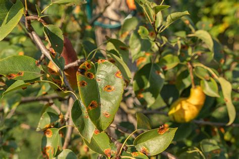 Identifying And Treating Common Tree Diseases Mana Home Services