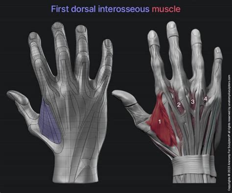 Hand Anatomy For Artists Anatomy For Sculptors