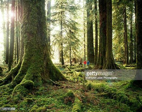 Bosque Lluvioso Del Hoh Fotografías E Imágenes De Stock Getty Images
