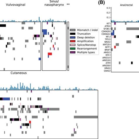 Mutational Patterns In Mucosal Melanoma Top Panels Analrectal Or