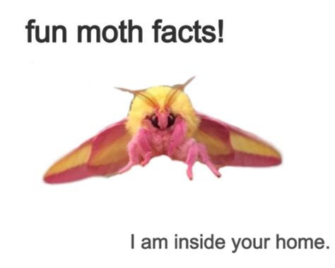 Moth Jokes Cute Moth Face Moth Memes Silly Moth