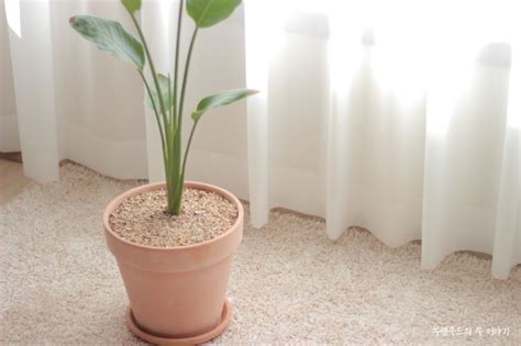 자모네 무형광 나비주름 도톰한 쉬폰커튼으로 거실 꾸미기 완성 분위기 무엇 네이버 블로그