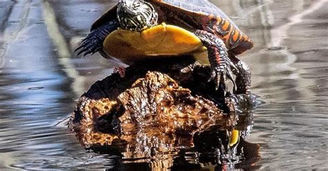 Balancing Act Album On Imgur