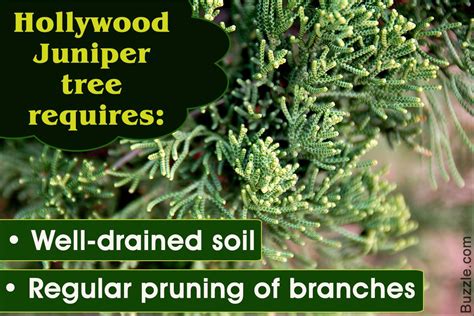 Hollywood Juniper Pruning