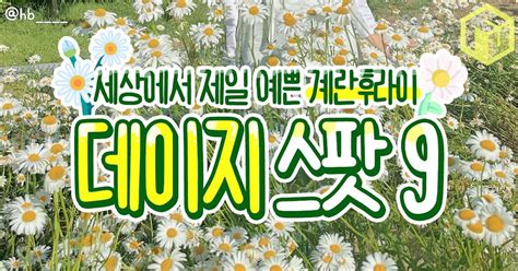 전국 샤스타데이지 명소 추천 총정리 Best 9 여행톡톡