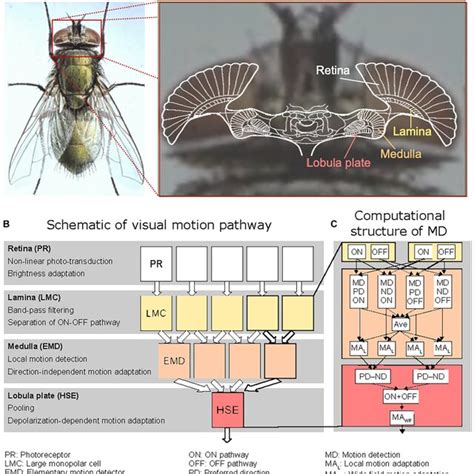 Organization Of The Processing Stages Of The Flys Visual Motion