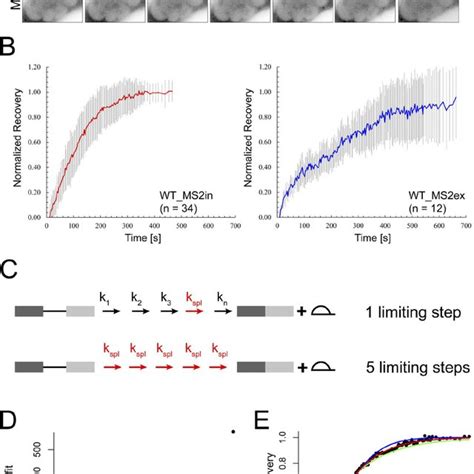 Co Transcriptional Splicing And Characterization Of The Minx Reporter Download Scientific