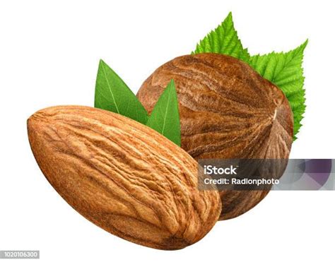 헤 즐 넛과 아몬드 고립 리프 패키지 디자인 요소와 근접 촬영 흰색 바탕에 신선한 유기 양 개 암 나무입니다 매크로 2 너트입니다 컬렉션입니다 필드 의 전체 깊이입니다 0
