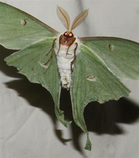 Luna Moth Actias Luna In Flight Underside Eric Curtis Reuter Flickr